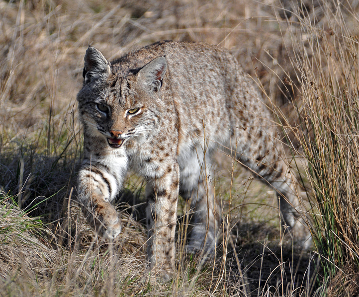 82-Year-Old Man Attacked by Bobcat While Turkey HuntingTurkey and ...